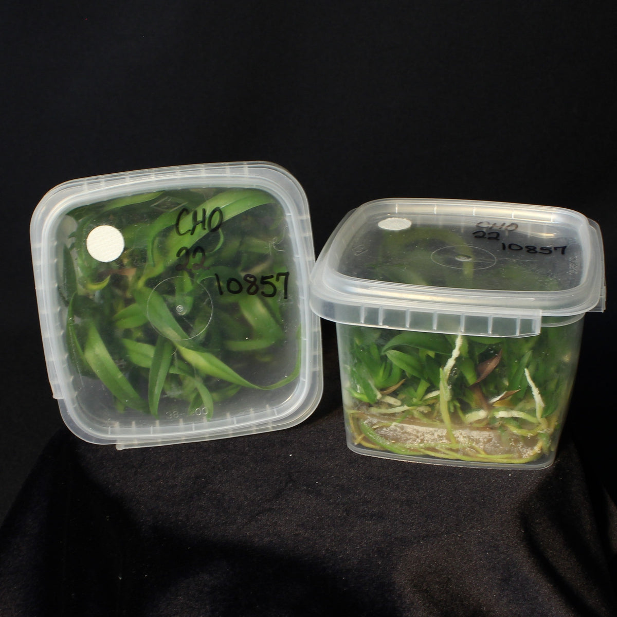Flasks For Sale- Carter and Holmes Orchids