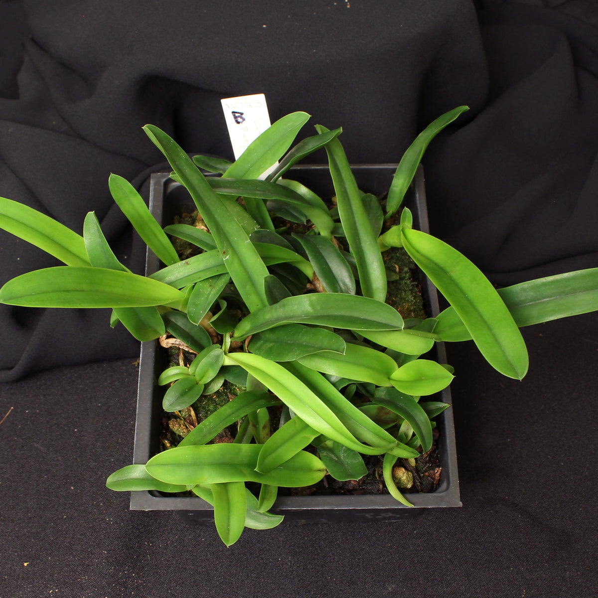 Laelia purpurata var. alba 'Elias' HCC/AOS x Laelia purpurata var. alb ...