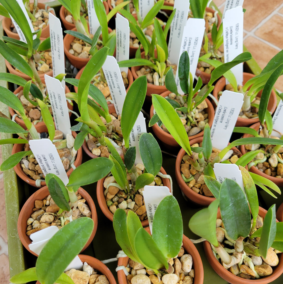 Lc. Long Harry – Carter and Holmes Orchids