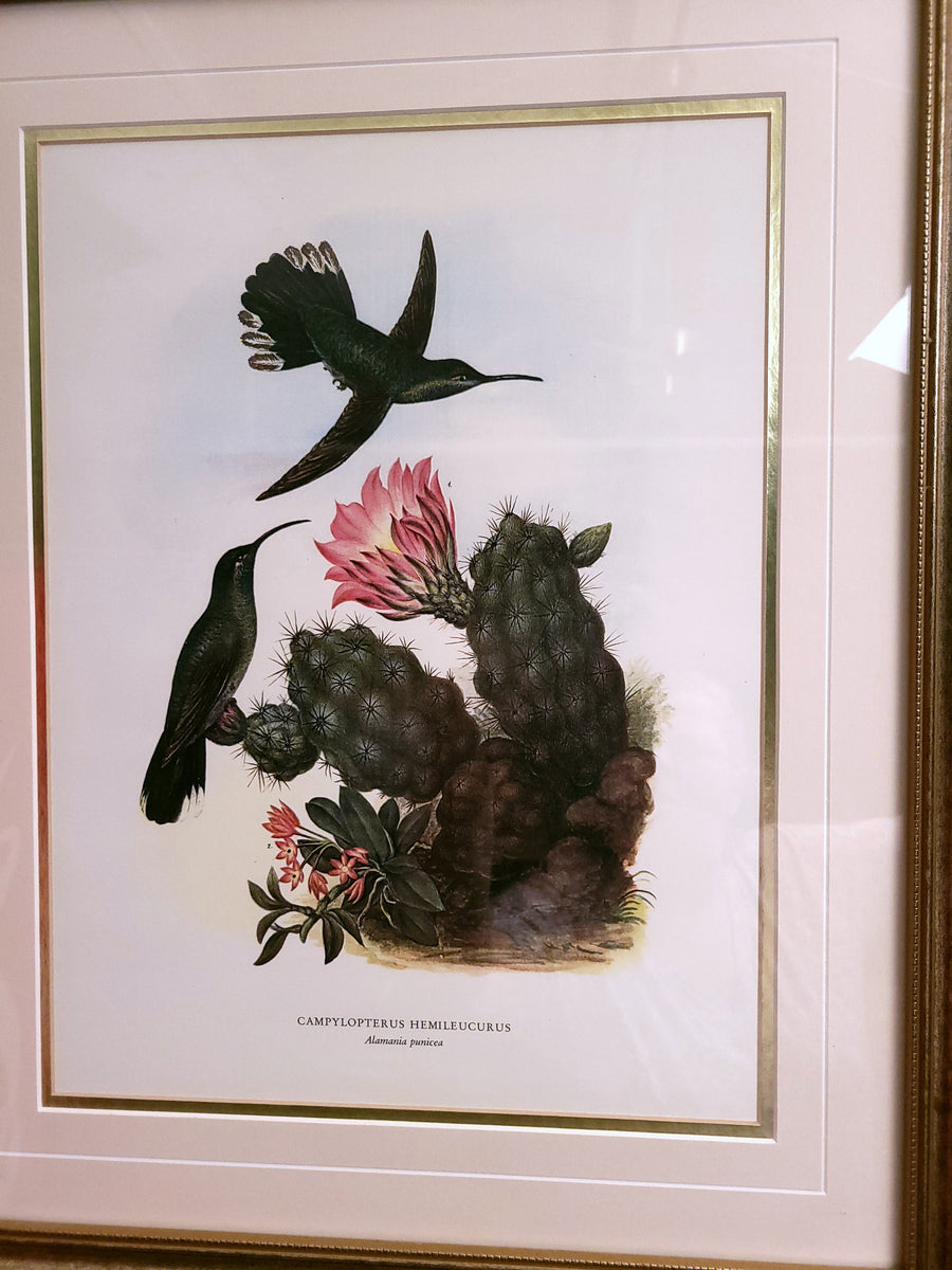Hummingbird and Cactus Print – Carter and Holmes Orchids