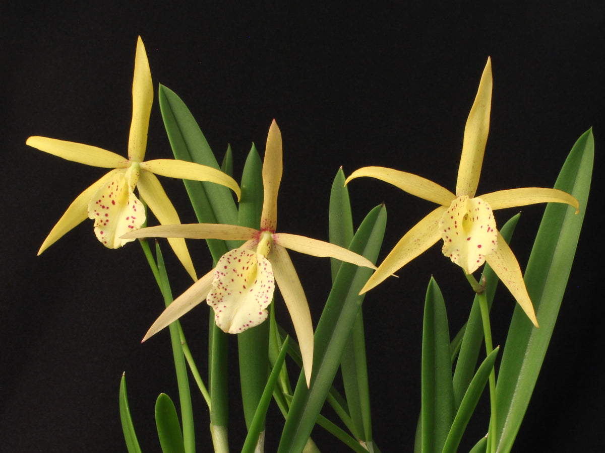 Brassolaelia Yellow Bird – Carter and Holmes Orchids