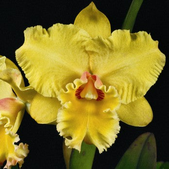 Blc. George King D’or x Pot. Jimmy Cook '#1' – Carter and Holmes Orchids