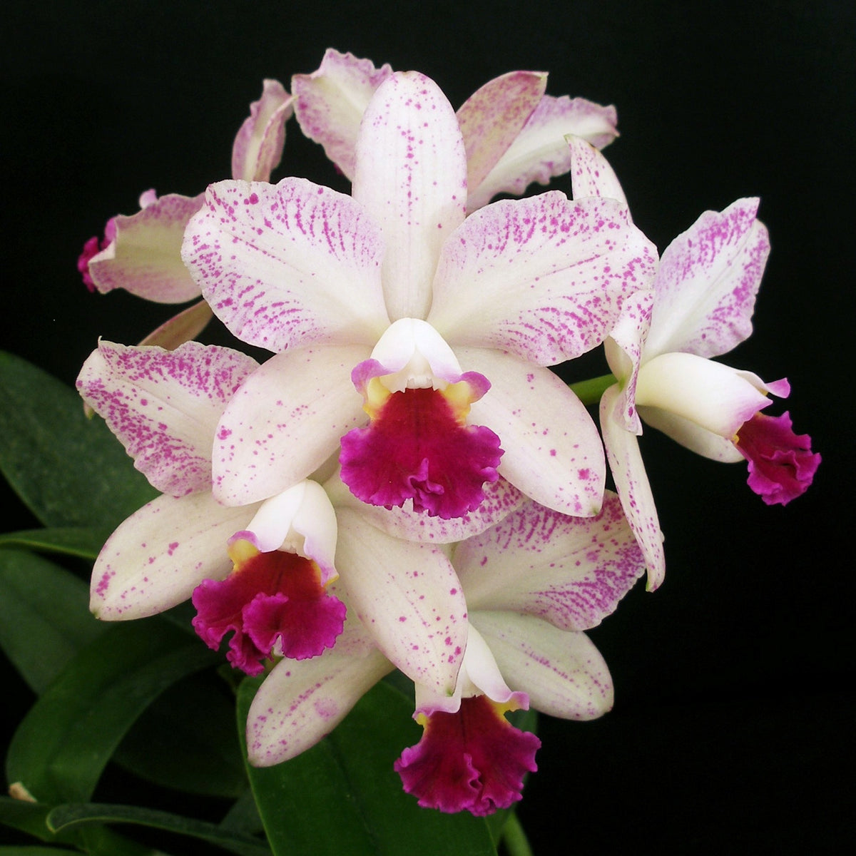 Sc. June Bug 'Cole #3' x Lc. Tammy R. Kelly ‘Newberry’ – Carter and ...