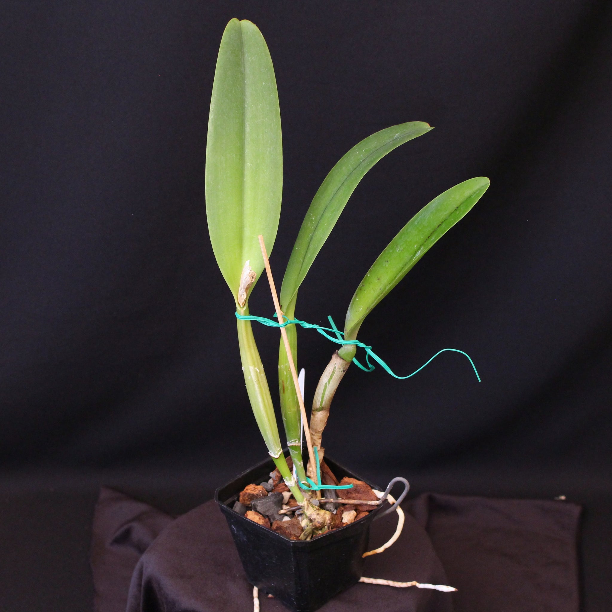 Lc. Ptarmigan Ridge 'Mendenhall' *Division* – Carter and Holmes Orchids